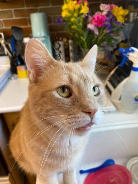 Updates on Nibbles - North Toronto Cat Rescue