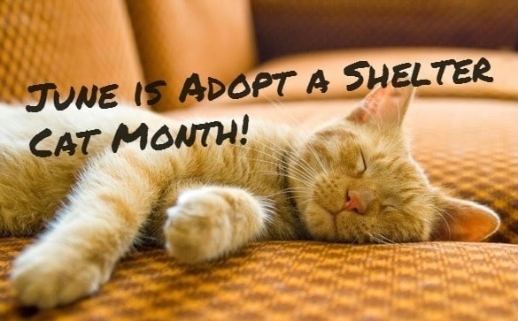 June is Adopt A Shelter Cat Month – North Toronto Cat Rescue June is Adopt A Shelter Cat Month – North Toronto Cat Rescue
