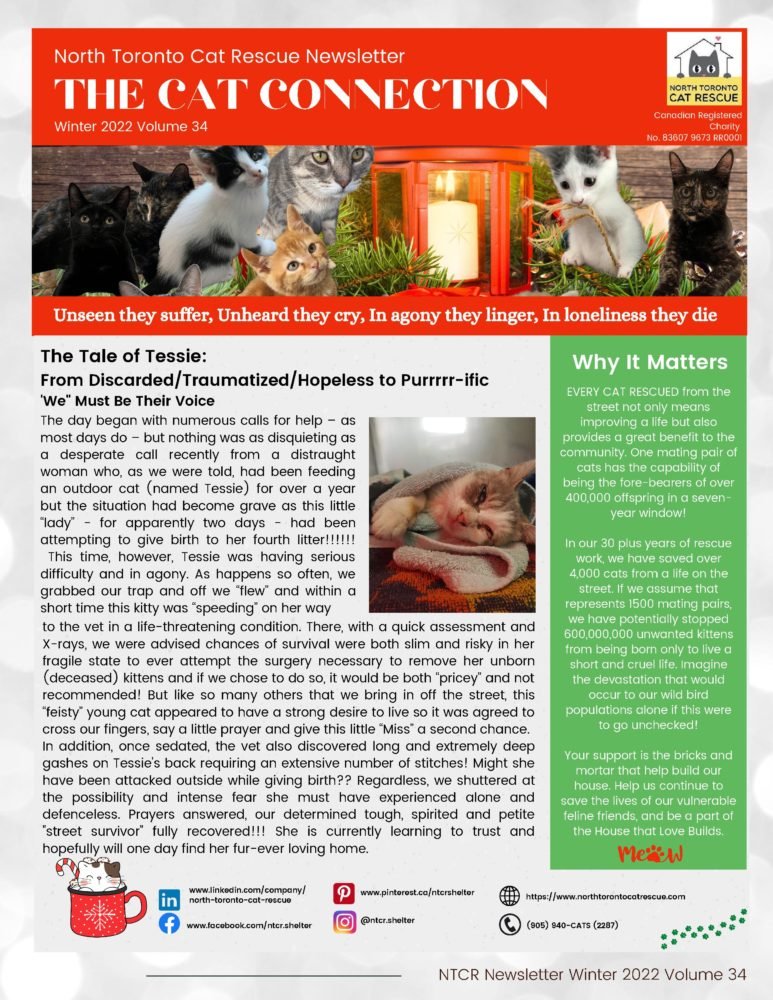 Newsletter - North Toronto Cat Rescue