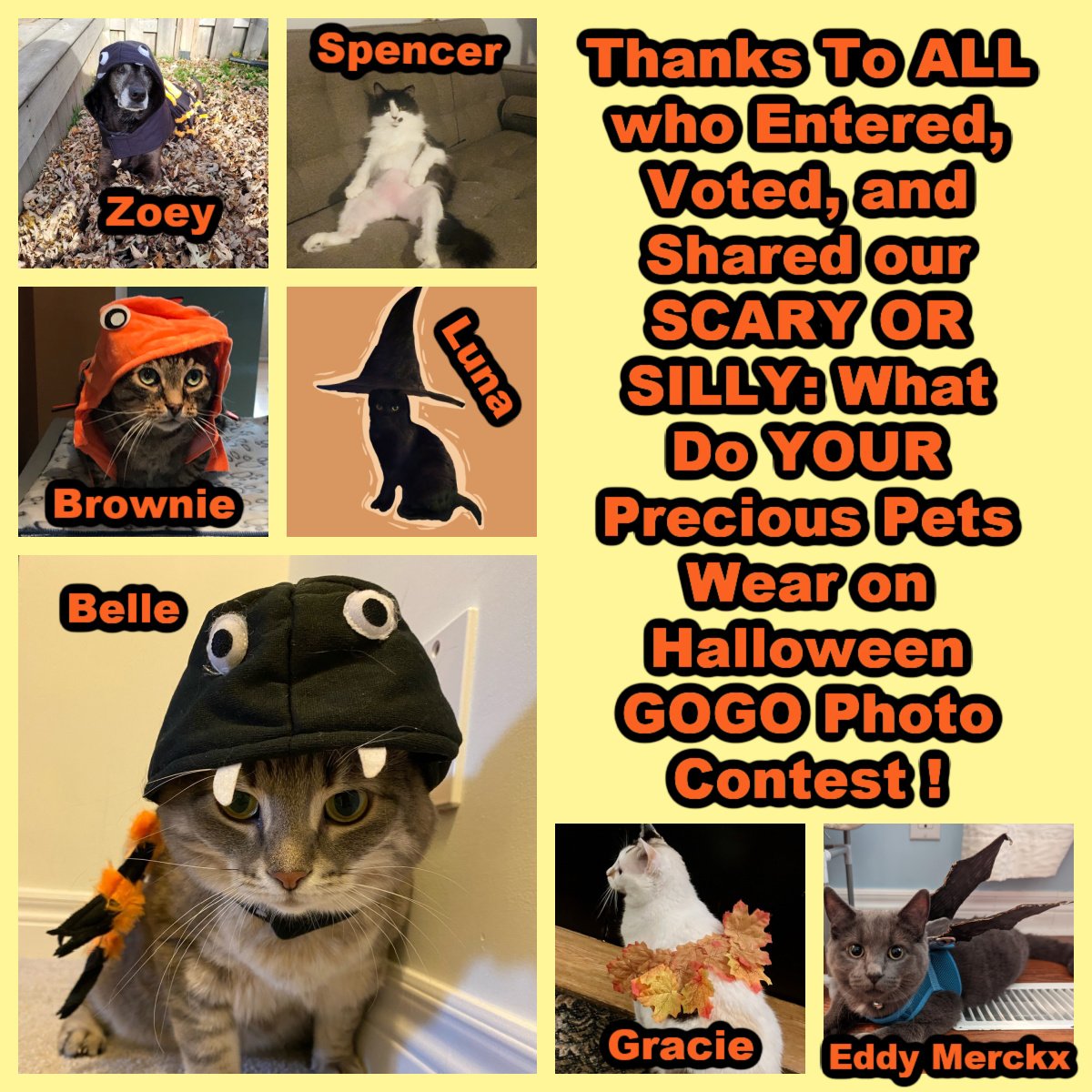 CONGRATULATIONS To Our 7th GOGO Photo Contest WINNERS! - North Toronto ...