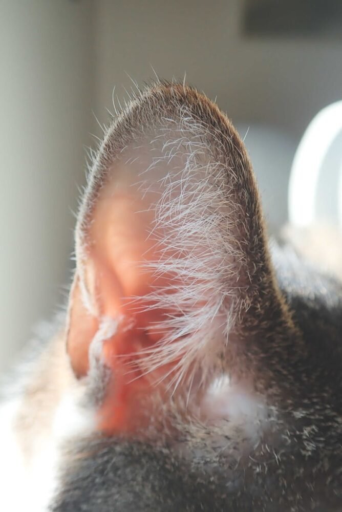 Ear Infections in Cats - North Toronto Cat Rescue