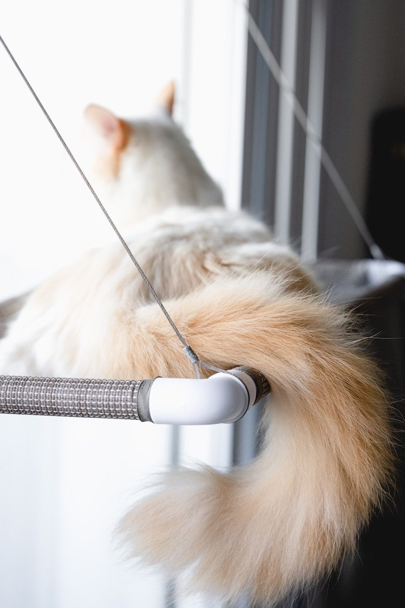 A Kitty’s Tail Tells the Tale - North Toronto Cat Rescue