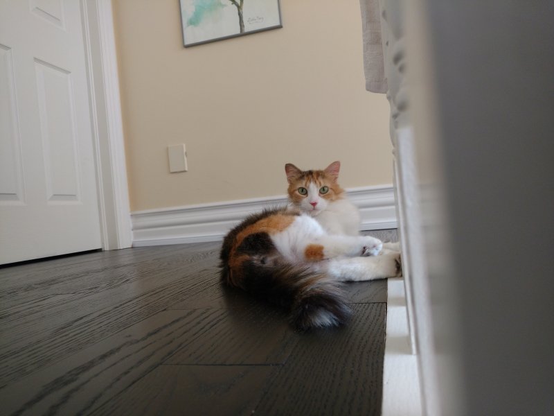 Updates on Sugar aka Ginger - North Toronto Cat Rescue